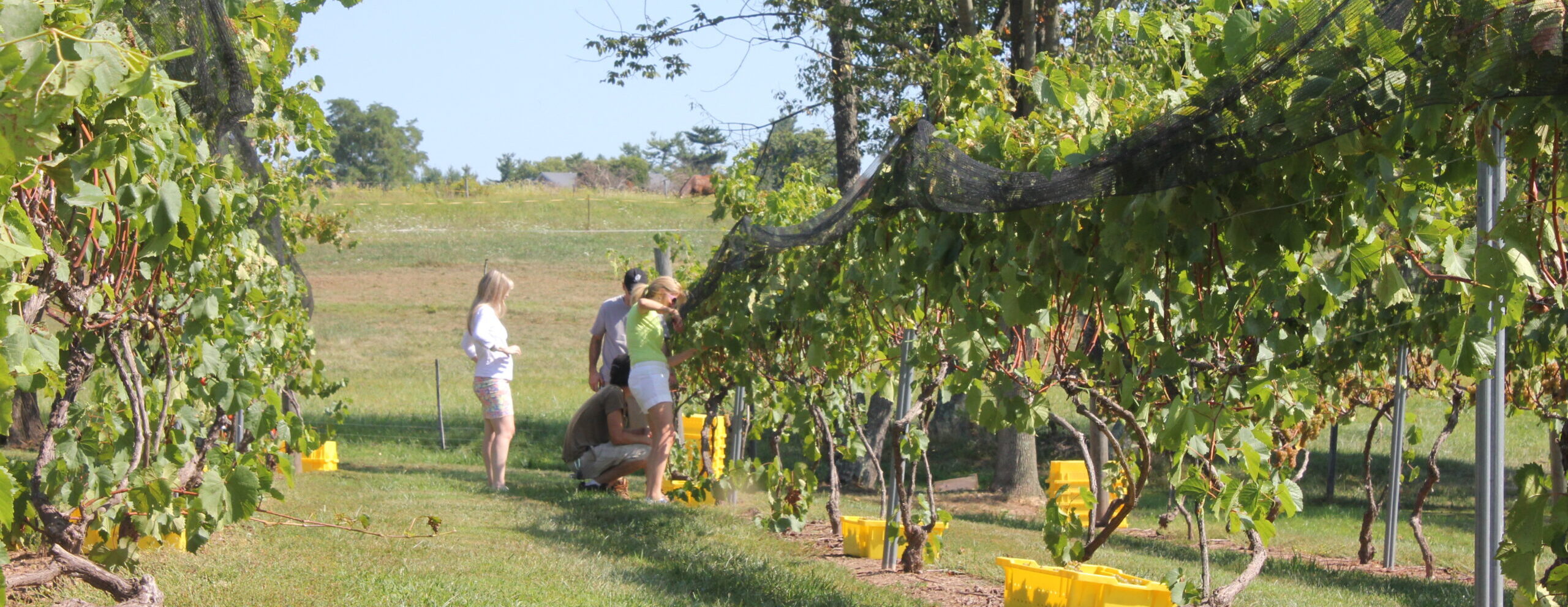 Employment - Old York Cellars Winery & Vineyard